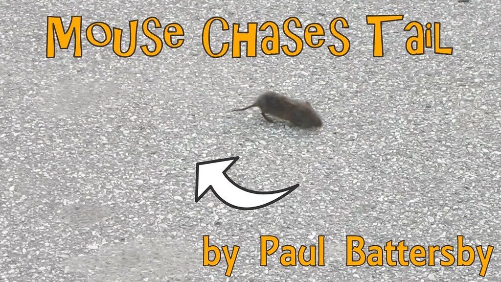 Mouse Chases Tail - Made with Shotcut - Shotcut Forum